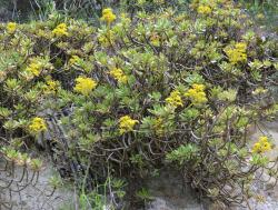 Flora of New Zealand | Gallery Profile | Sedum praealtum