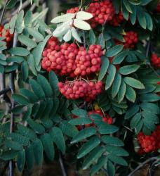 Flora of New Zealand | Taxon Profile | Sorbus aucuparia