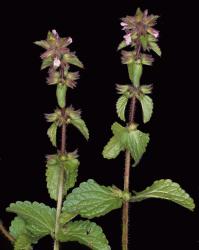 Flora of New Zealand | Taxon Profile | Stachys arvensis
