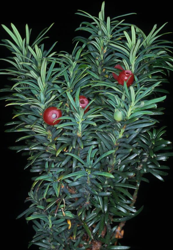 Flora of New Zealand | Taxon Profile | Taxus baccata