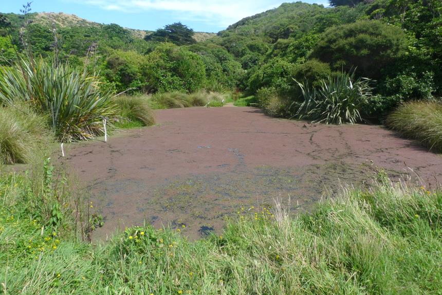 Flora of New Zealand | Taxon Profile | Azolla rubra