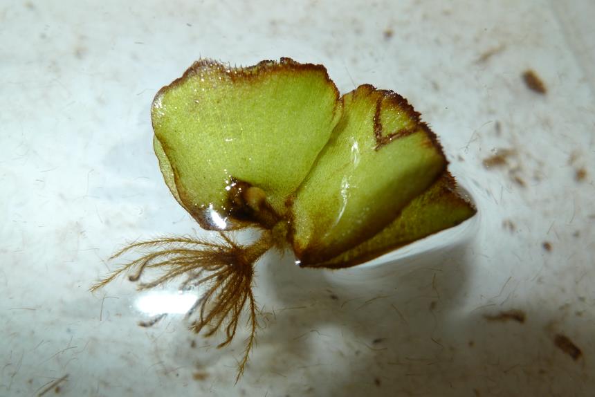 Flora of New Zealand | Taxon Profile | Salvinia ×molesta