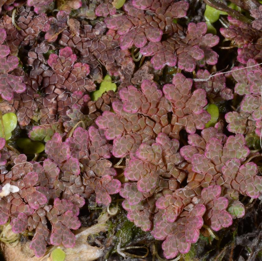 Flora of New Zealand | Gallery Profile | Azolla rubra