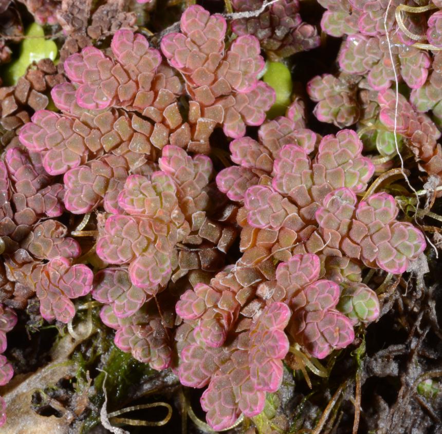 Flora of New Zealand | Gallery Profile | Azolla rubra
