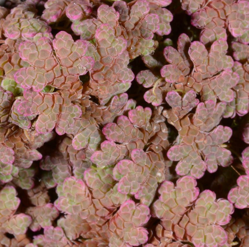 Flora of New Zealand | Gallery Profile | Azolla rubra