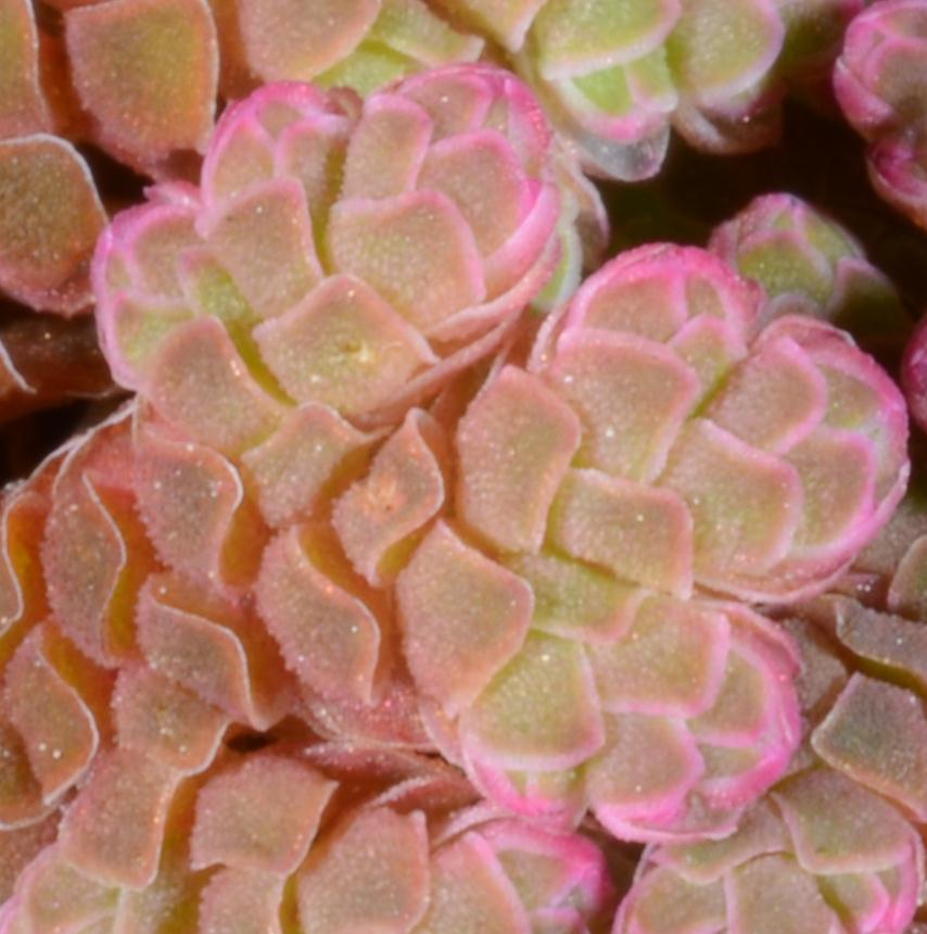 Flora of New Zealand | Gallery Profile | Azolla rubra