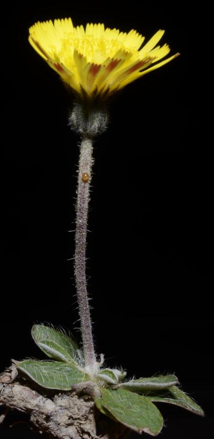 Flora of New Zealand | Taxon Profile | Pilosella officinarum