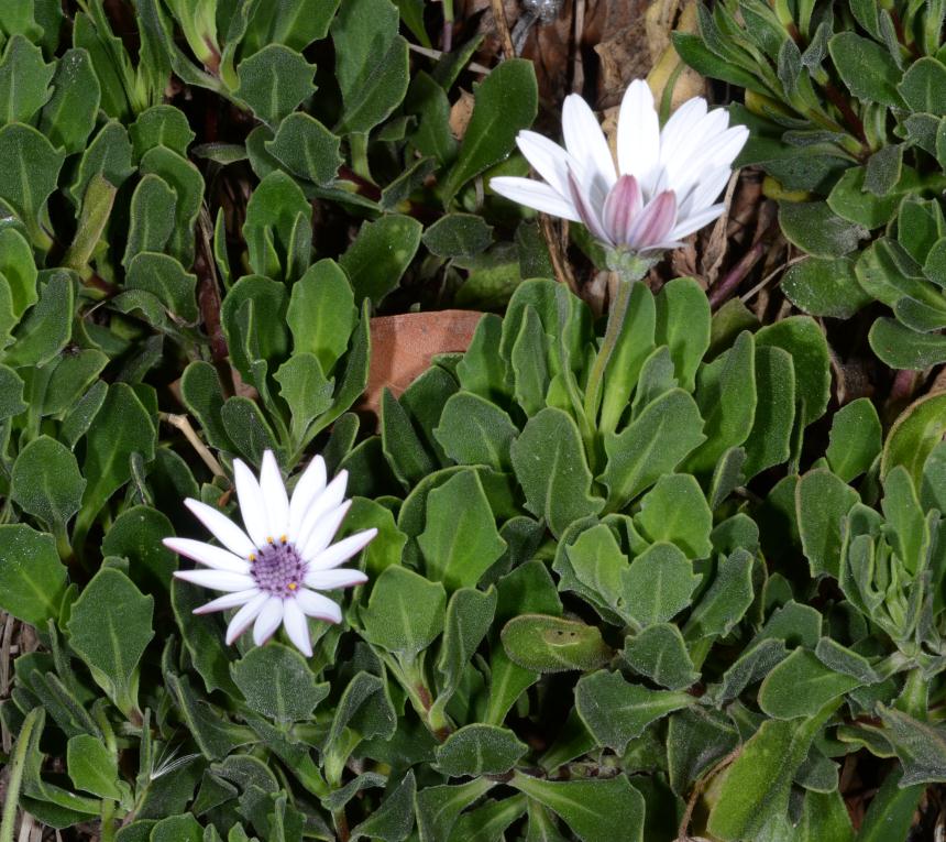 Flora of New Zealand | Taxon Profile | Dimorphotheca fruticosa