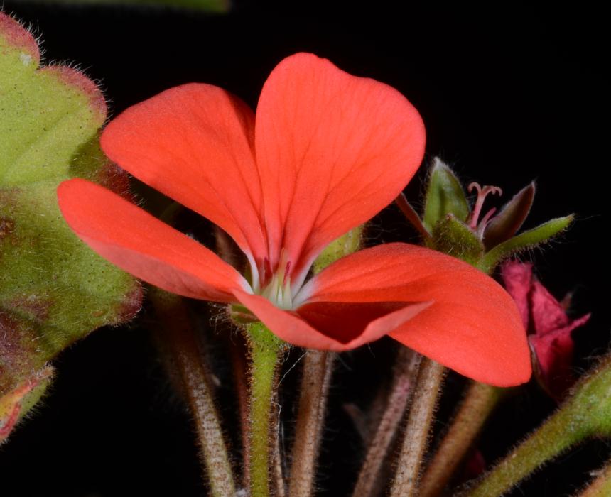 Flora of New Zealand | Gallery Profile | Pelargonium ×hortorum