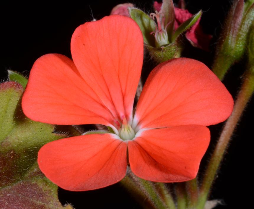 Flora of New Zealand | Gallery Profile | Pelargonium ×hortorum