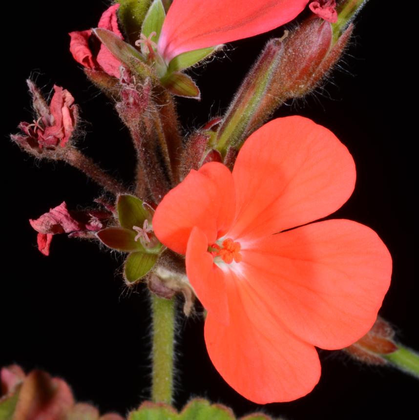Flora of New Zealand | Gallery Profile | Pelargonium ×hortorum