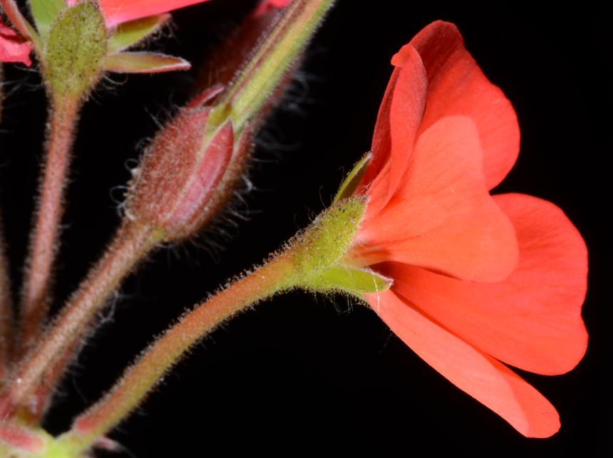 Flora of New Zealand | Gallery Profile | Pelargonium ×hortorum