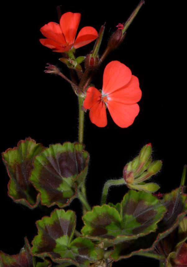 Flora of New Zealand | Taxon Profile | Pelargonium ×hortorum