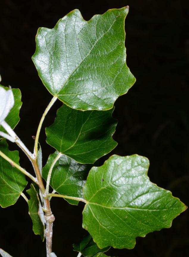 Flora of New Zealand | Taxon Profile | Populus alba