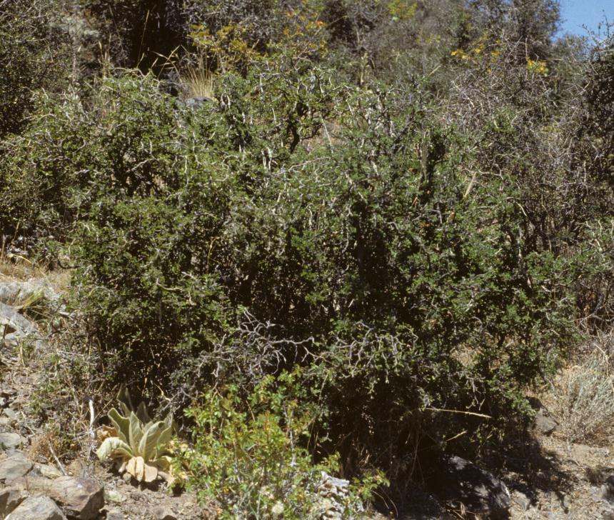 Flora of New Zealand | Taxon Profile | Sophora prostrata