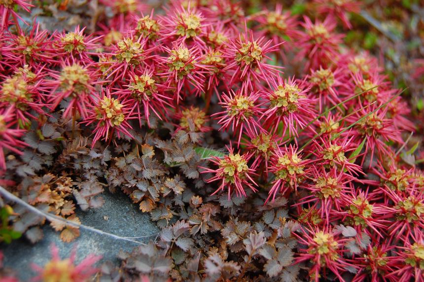 Flora of New Zealand | Gallery Profile | Acaena inermis
