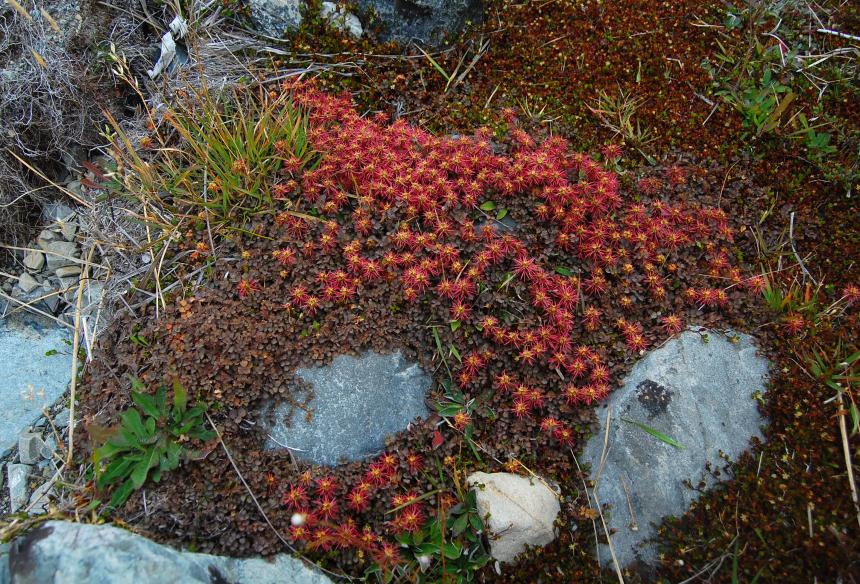 Flora of New Zealand | Gallery Profile | Acaena inermis