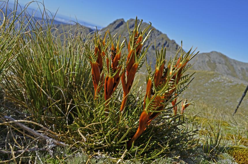 Flora of New Zealand | Taxon Profile | Aciphylla pinnatifida