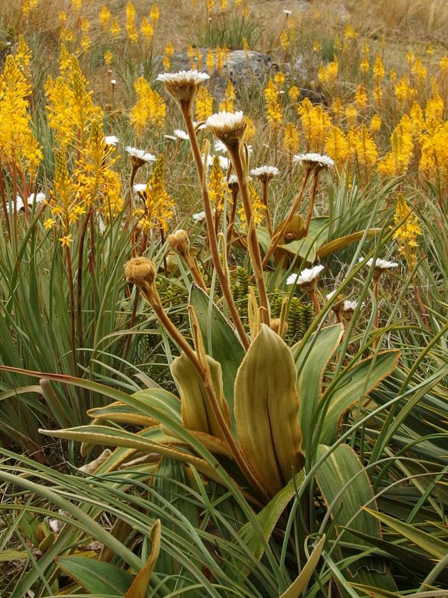 Flora of New Zealand | Gallery Profile | Celmisia traversii