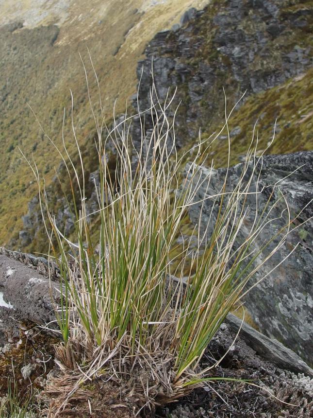Flora of New Zealand | Gallery Profile | Chionochloa pallens subsp. pallens
