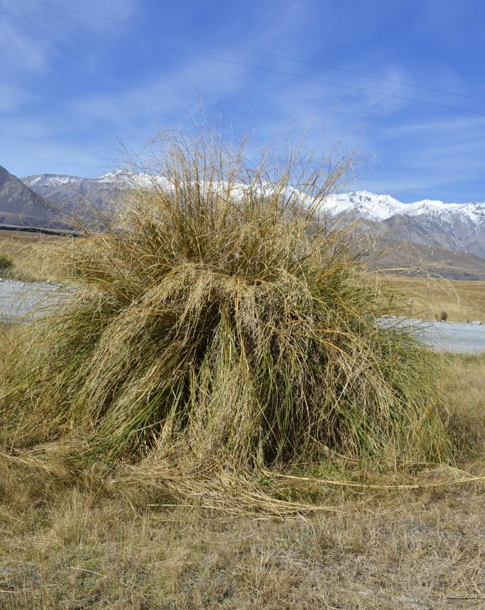Flora of New Zealand | Gallery Profile | Chionochloa rigida subsp. rigida