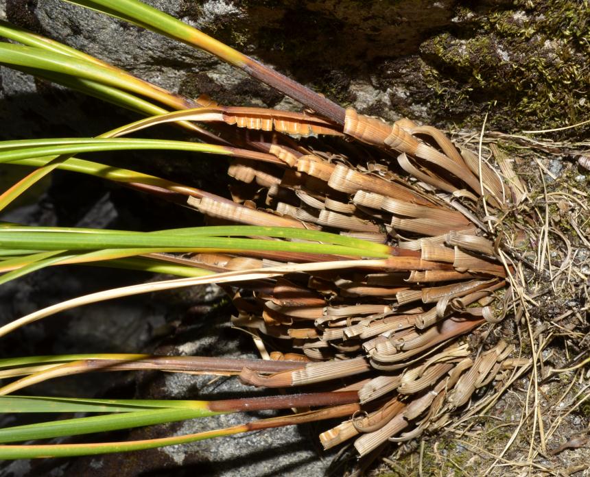 Flora of New Zealand | Gallery Profile | Chionochloa rigida subsp. amara