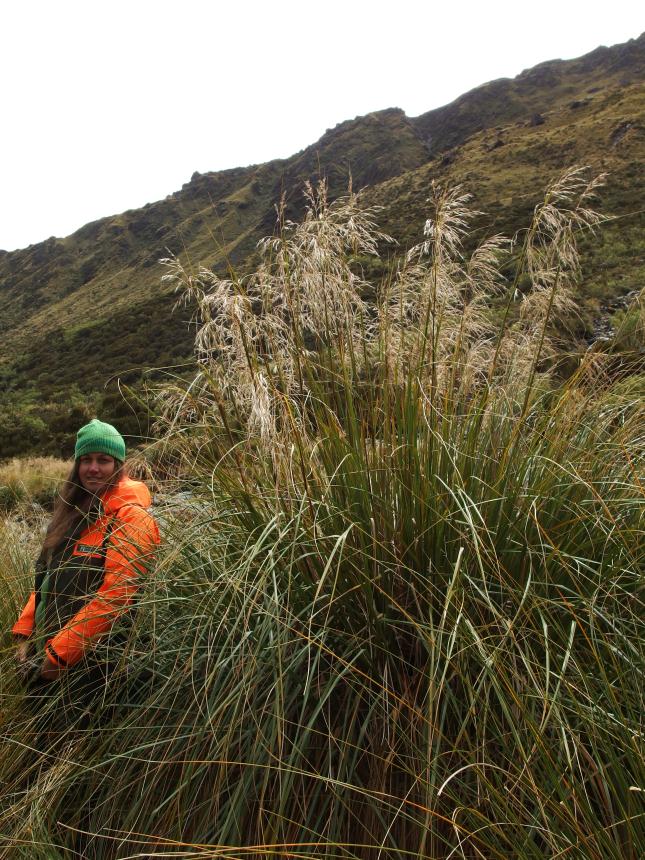Flora of New Zealand | Taxon Profile | Chionochloa rigida subsp. amara