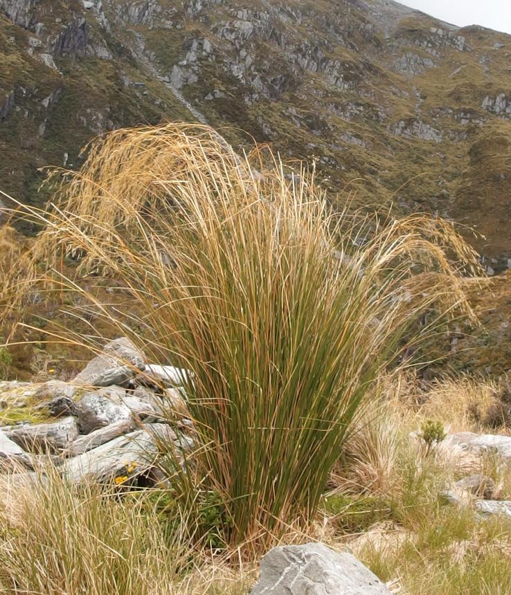 Flora of New Zealand | Gallery Profile | Chionochloa rigida subsp. amara