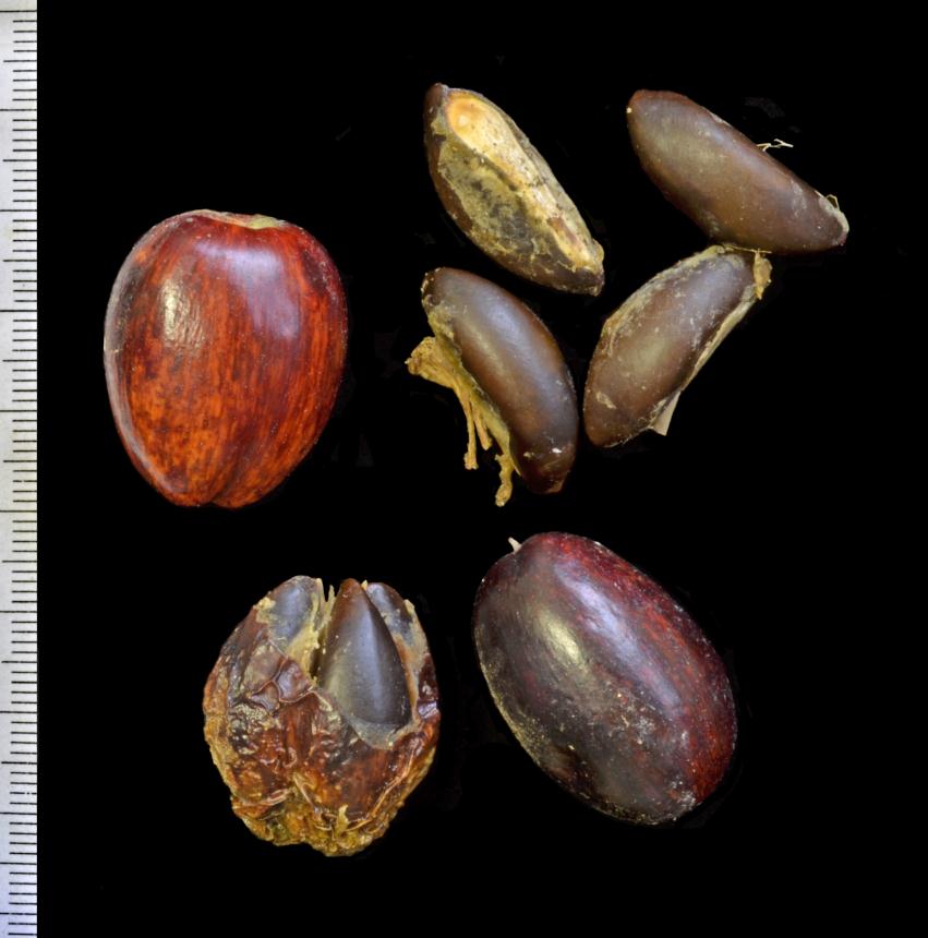 Flora of New Zealand | Gallery Profile | Planchonella costata