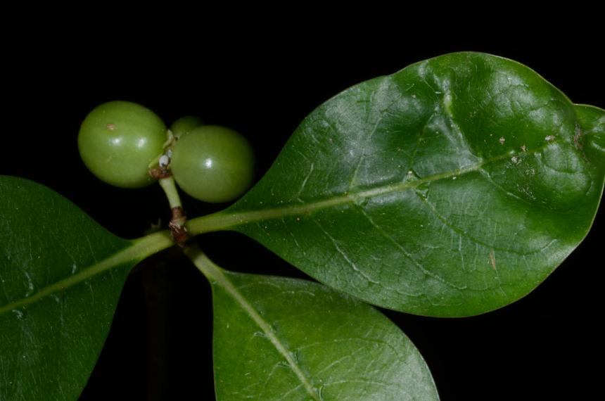 Flora of New Zealand | Taxon Profile | Coprosma macrocarpa subsp ...