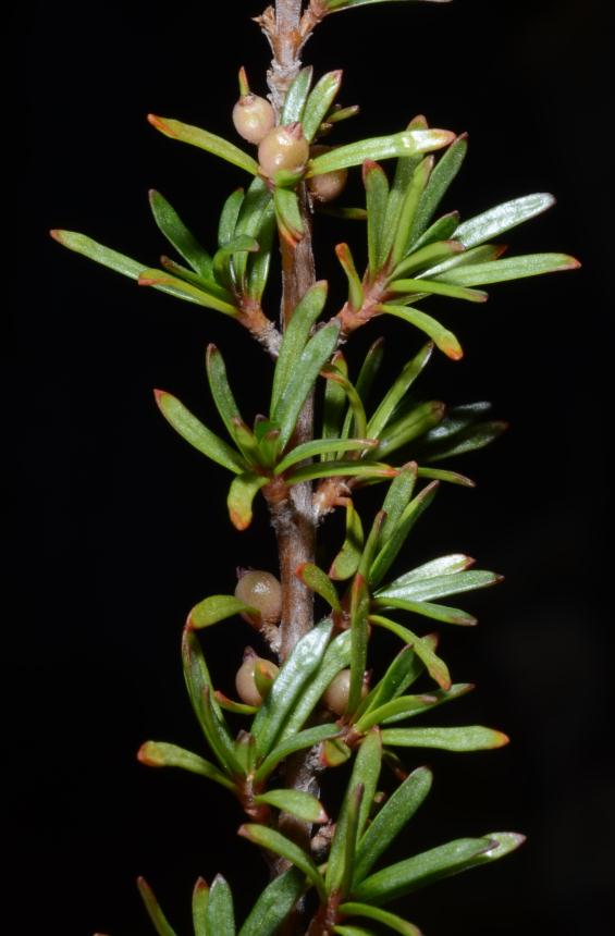 Flora of New Zealand | Gallery Profile | Coprosma rugosa