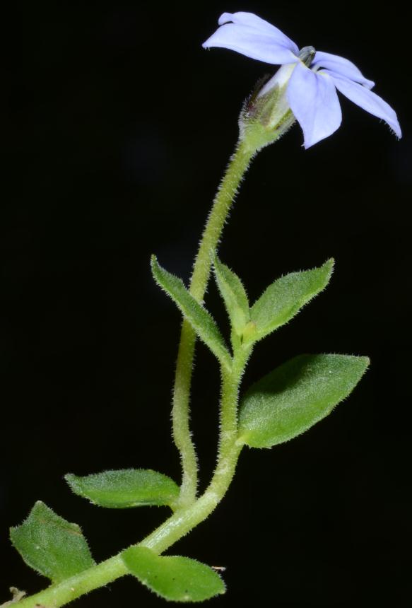 Flora of New Zealand | Taxon Profile | Lobelia pedunculata