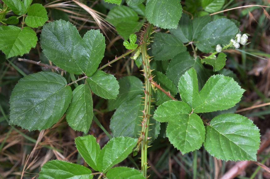 Flora of New Zealand | Taxon Profile | Rubus nemoralis