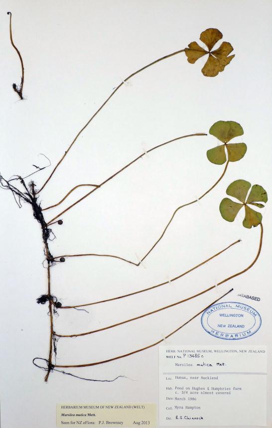 Flora of New Zealand | Taxon Profile | Marsilea mutica