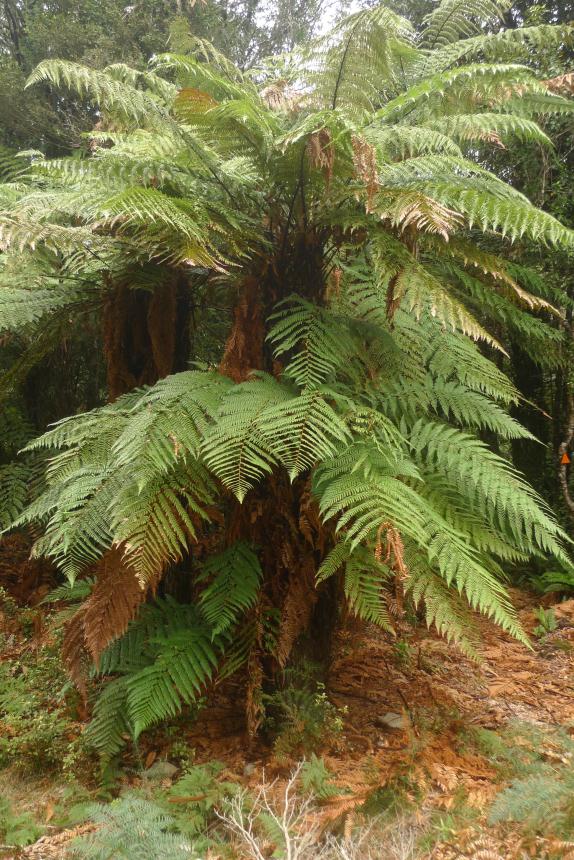 Flora of New Zealand | Taxon Profile | Dicksoniaceae