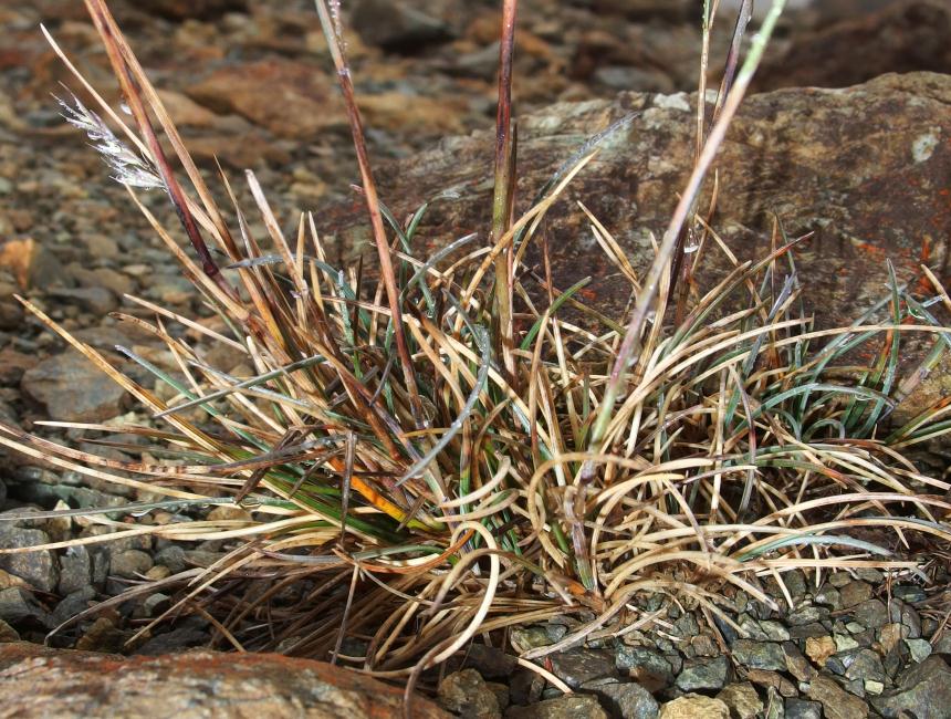 Flora of New Zealand | Taxon Profile | Festuca ultramafica