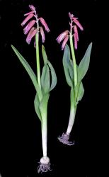 Flora of New Zealand | Taxon Profile | Lachenalia bulbifera