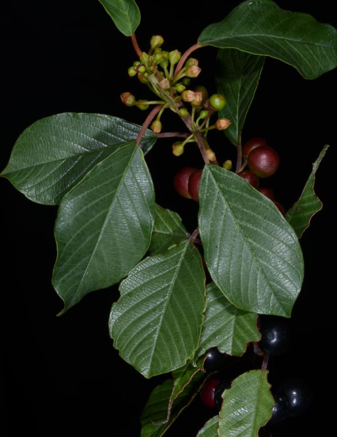 Flora of New Zealand | Taxon Profile | Frangula alnus