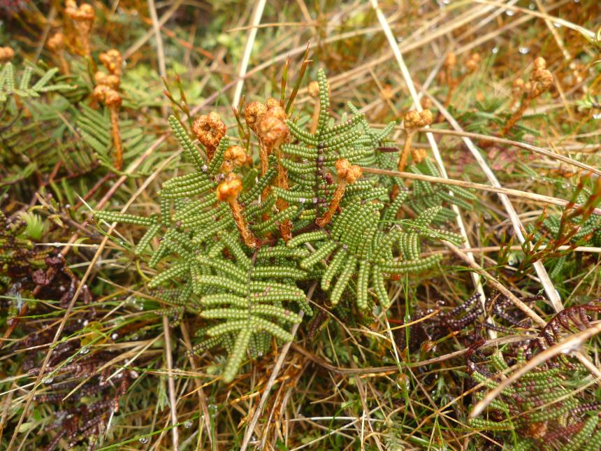 Flora of New Zealand | Taxon Profile | Gleichenia alpina
