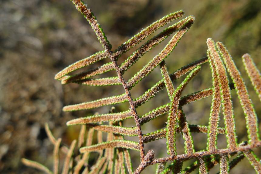 Flora of New Zealand | Taxon Profile | Gleichenia alpina