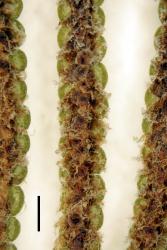 Flora of New Zealand | Taxon Profile | Gleichenia alpina