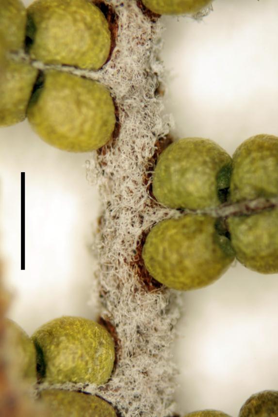 Flora of New Zealand | Taxon Profile | Gleichenia alpina