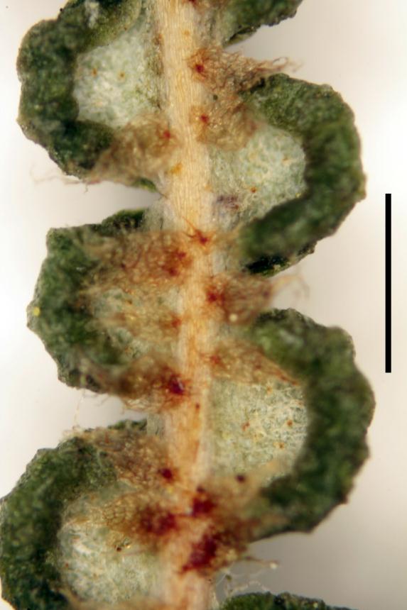 Flora of New Zealand | Taxon Profile | Gleichenia dicarpa
