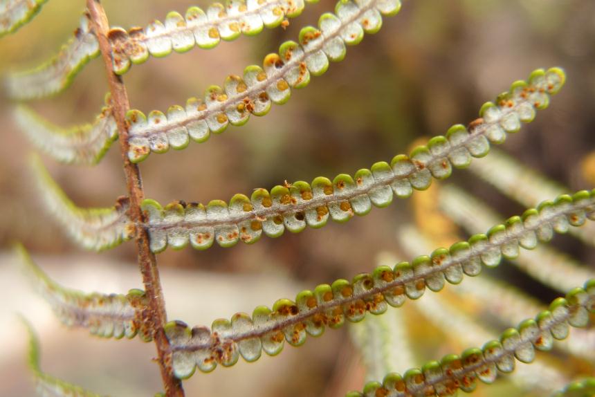 Flora of New Zealand | Taxon Profile | Gleichenia inclusisora