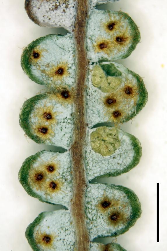 Flora of New Zealand | Taxon Profile | Gleichenia inclusisora