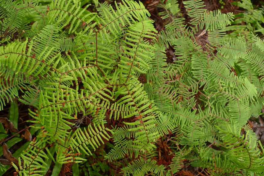 Flora of New Zealand | Taxon Profile | Gleichenia