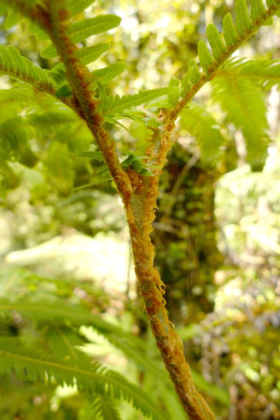 Flora of New Zealand | Taxon Profile | Sticherus cunninghamii