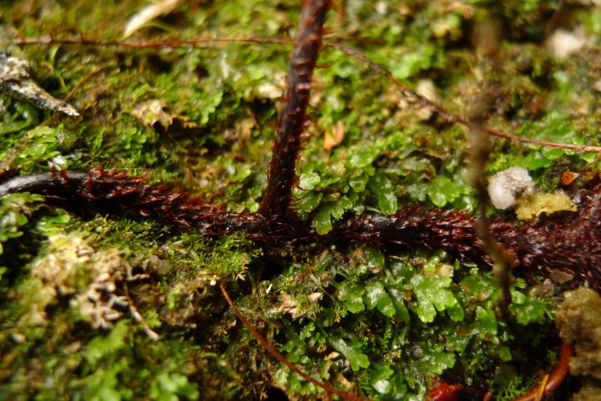 Flora of New Zealand | Taxon Profile | Sticherus tener