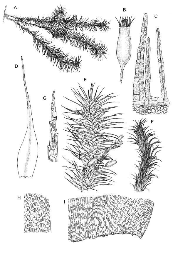 Flora of New Zealand | Taxon Profile | Cyrtopus setosus