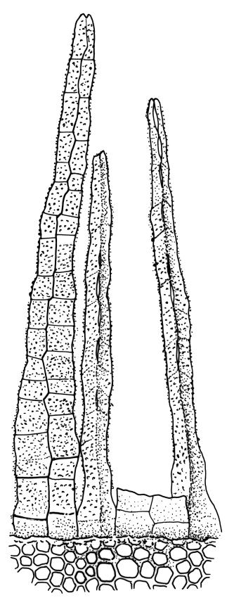 Flora of New Zealand | Taxon Profile | Cyrtopus setosus